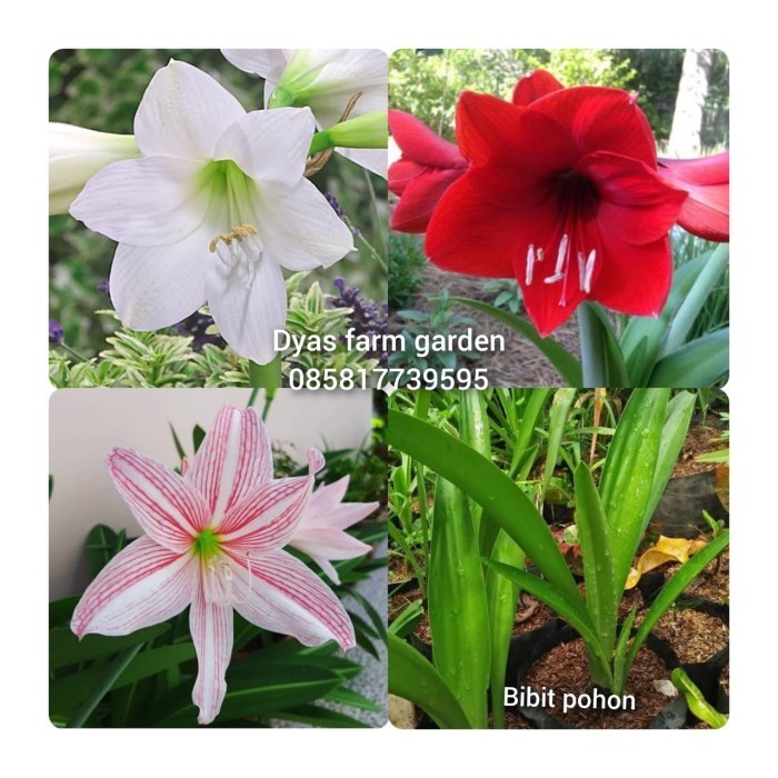 Jual tanaman hias paket 3 warna bibit pohon bunga bakung amarilis ...