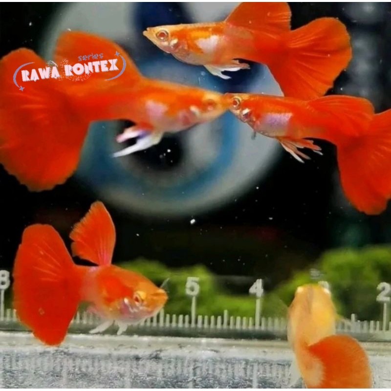 Jual Dekorasi aquarium Ikan Guppy AFR sepasang Gapy Gupi Gupy Albino Full Red Merah hias ...
