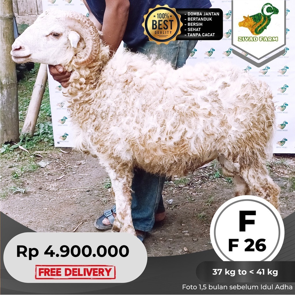 Jual Domba Qurban Tipe F 26, berat 37 sd 41 Kg | Shopee Indonesia