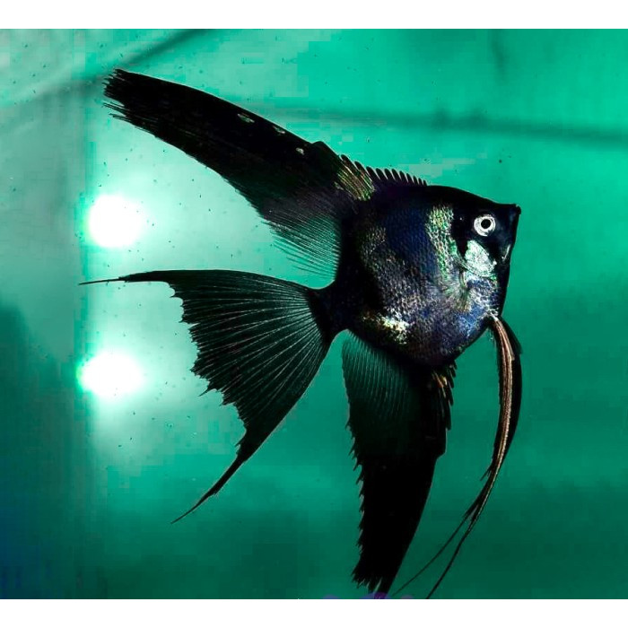 Jual Manfish Black Angel / Angel FIsh / Ikan Hias Aquascape / Air Tawar ...