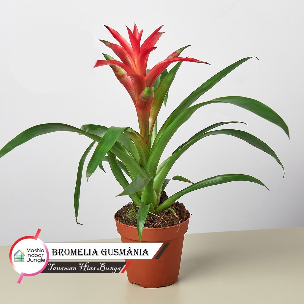 Jual Tanaman Bunga Bromelia Gusmânia - Tanaman Hias Bromelia Guzmania ...