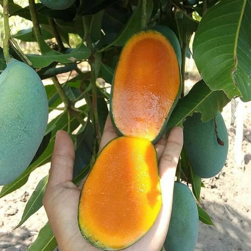 Jual Bibit Tanaman Mangga Gadung | Mangga Manis, Daging Tebal, Cocok ...