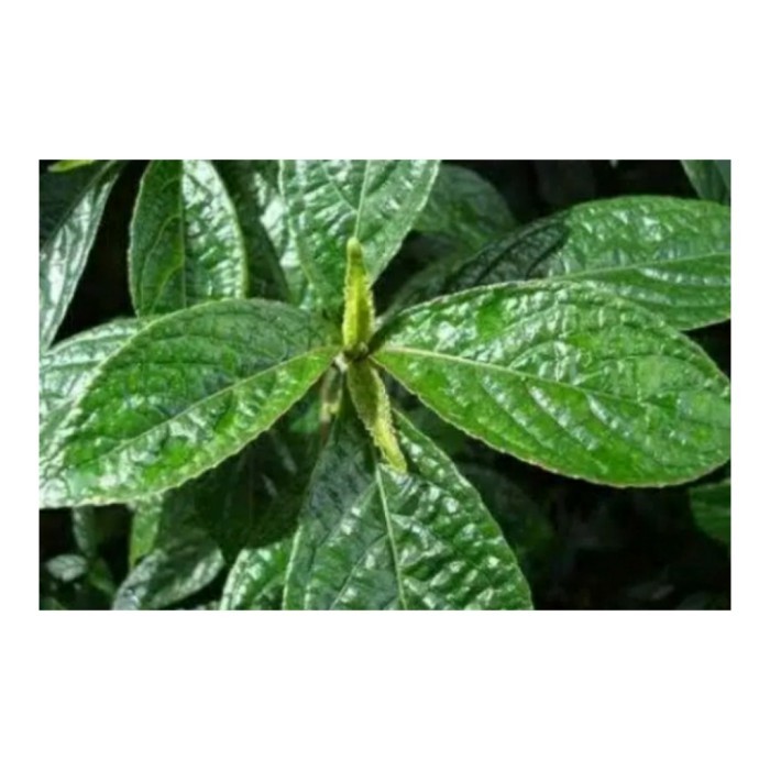 Jual New Daun keji beling/pecah beling segar per1kg | Shopee Indonesia