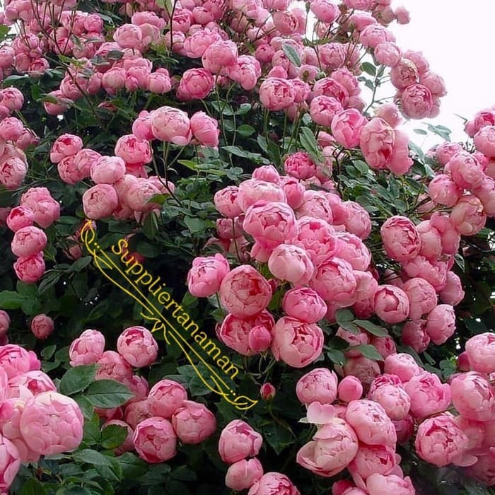 Jual Tanaman Bunga Mawar Margo Coster - Bibit Tanaman Hias Mawar ...