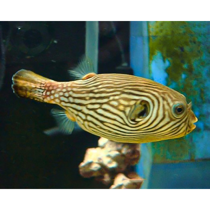 Jual Buntal Reticulata / Reticulated / Puffer Fish / Ikan Hias Air ...