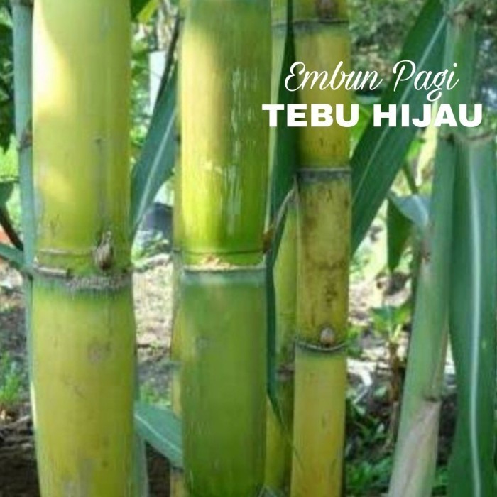Jual Bibit Tebu Hijau Manis Original Unggul | Shopee Indonesia