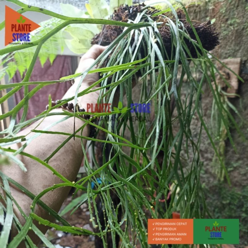 Jual BIG TANAMAN HIAS KOMBINASI KADAKA MINI DAN KADAKA RHIPSALIS ready ...