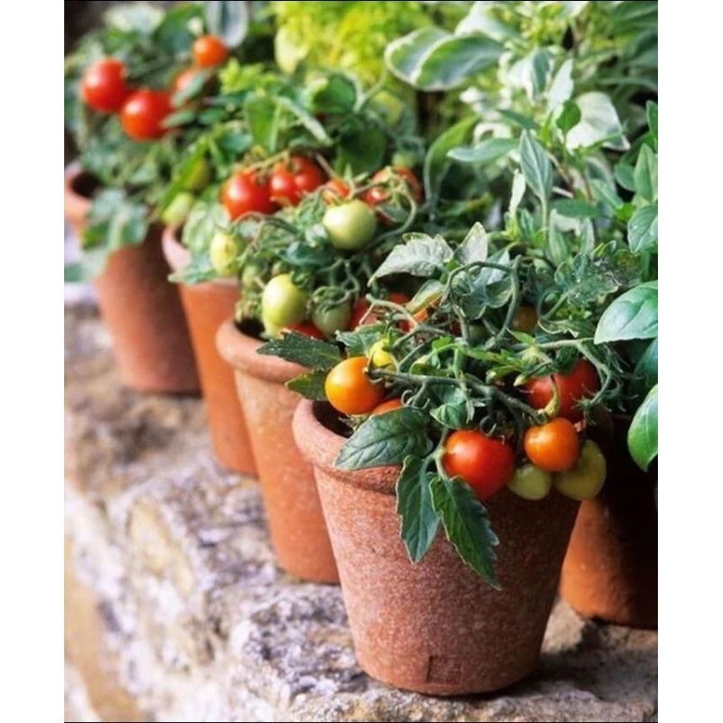 Jual Bibit Tanaman Buah Tomat Cherry / Tomat Ceri - Bibit Tanaman Tomat ...