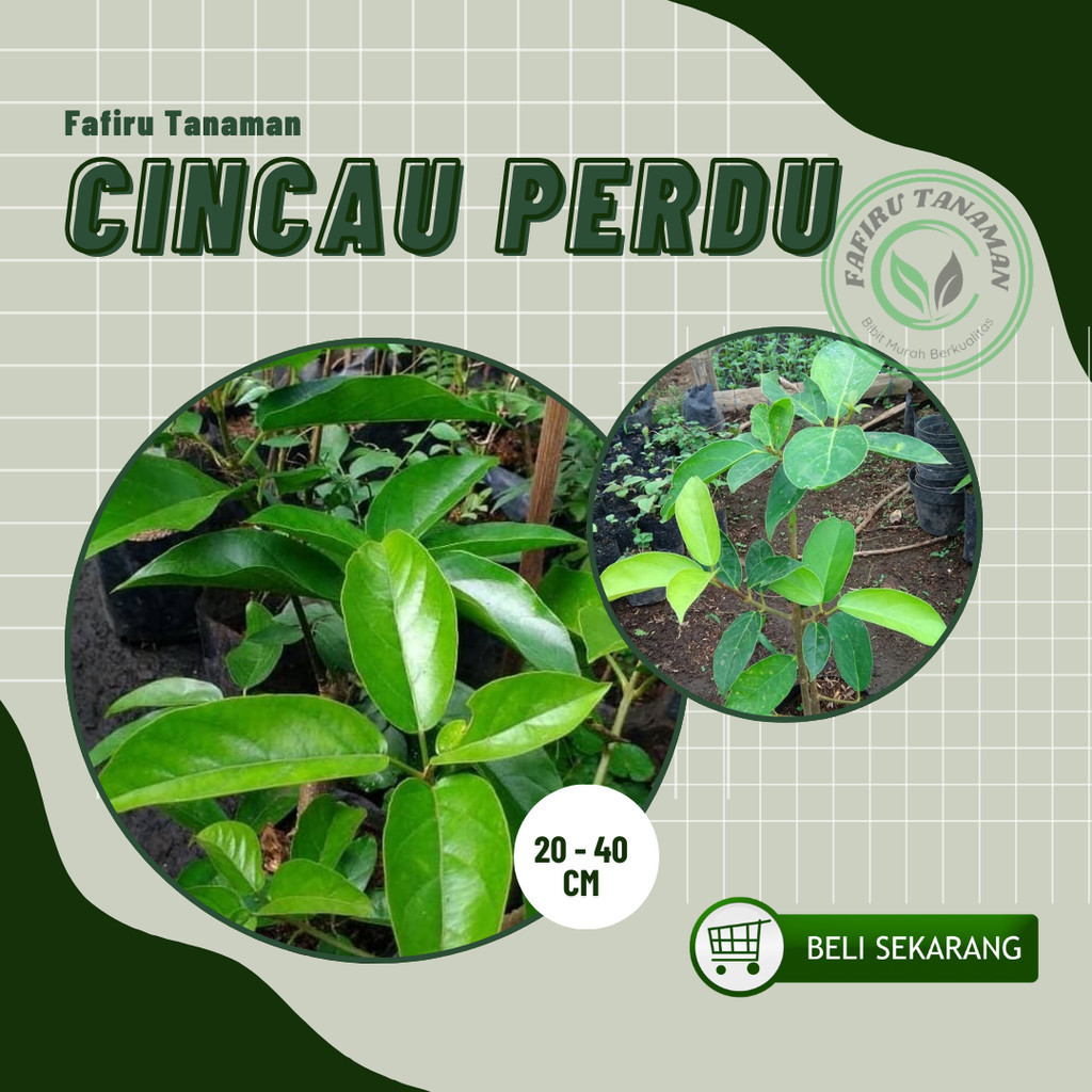 Jual Bibit Tanaman Daun Cincau Hijau Cincau Perdu Cincau Pohon | Shopee ...
