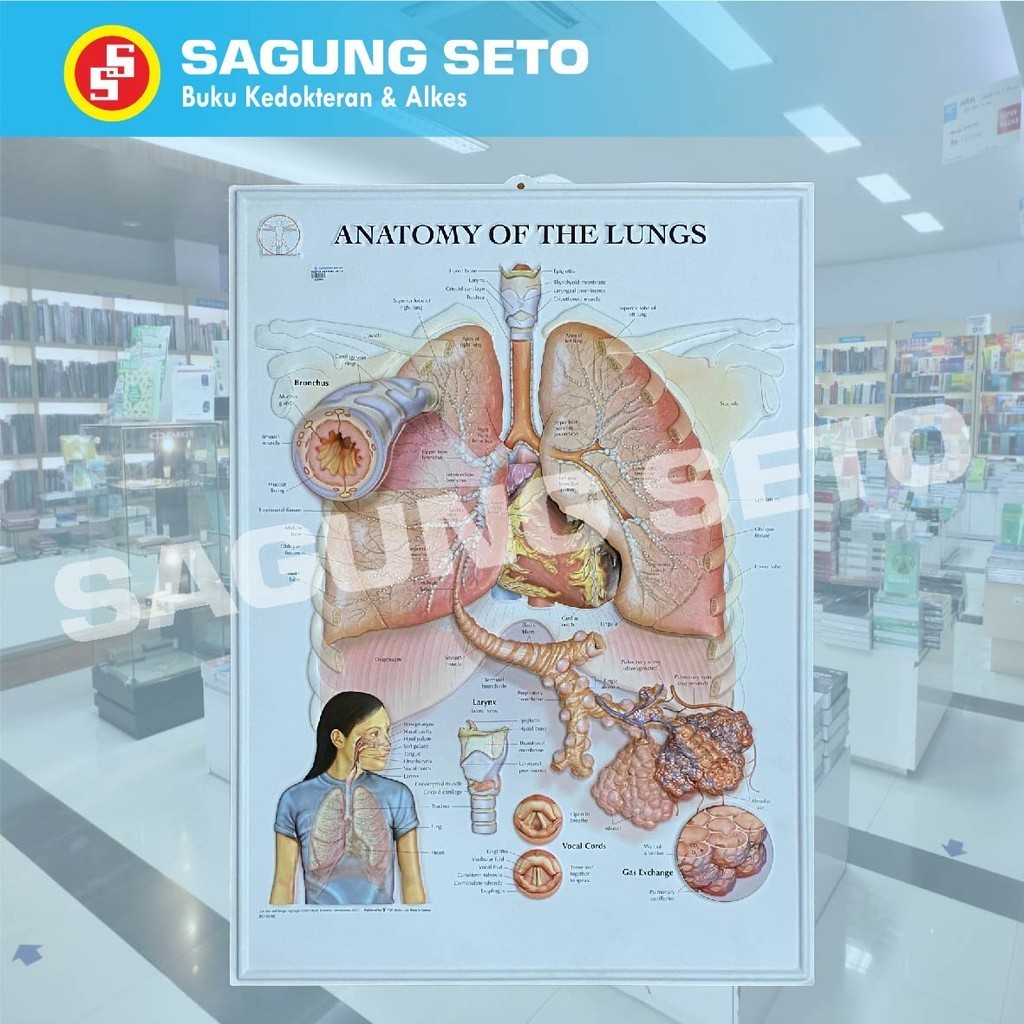 Jual POSTER ANATOMY OF THE LUNG 3D BS103RR-M / POSTER ANATOMI PARU-PARU ...