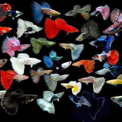 Jual PAKET 15 EKOR GUPI GUPPY MERAH PRT DRAGON MIX PLATINUM | Shopee Indonesia