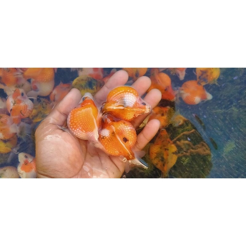 Jual HIASAN AQUARIUM k0ki mutiara / mutik murmer garansi bangpri ...