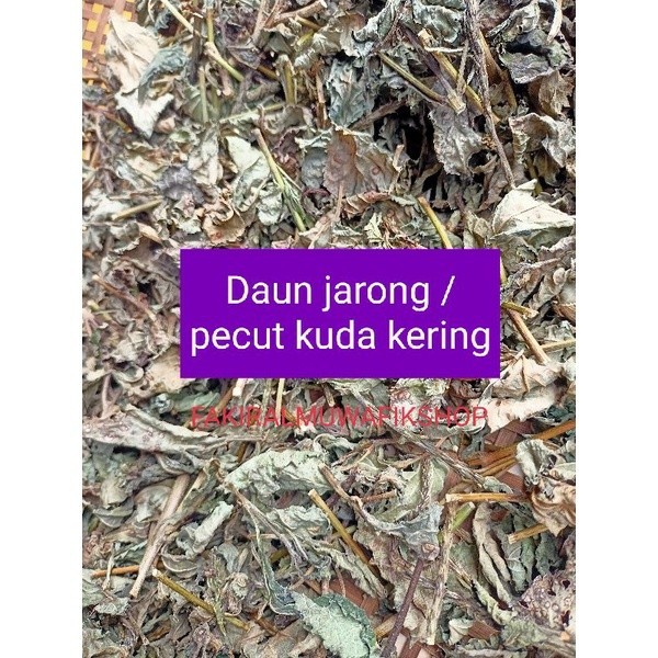 Jual DAUN PECUT KUDA / DAUN JARONG KERING BUNGA UNGU PECUT SL | Shopee ...