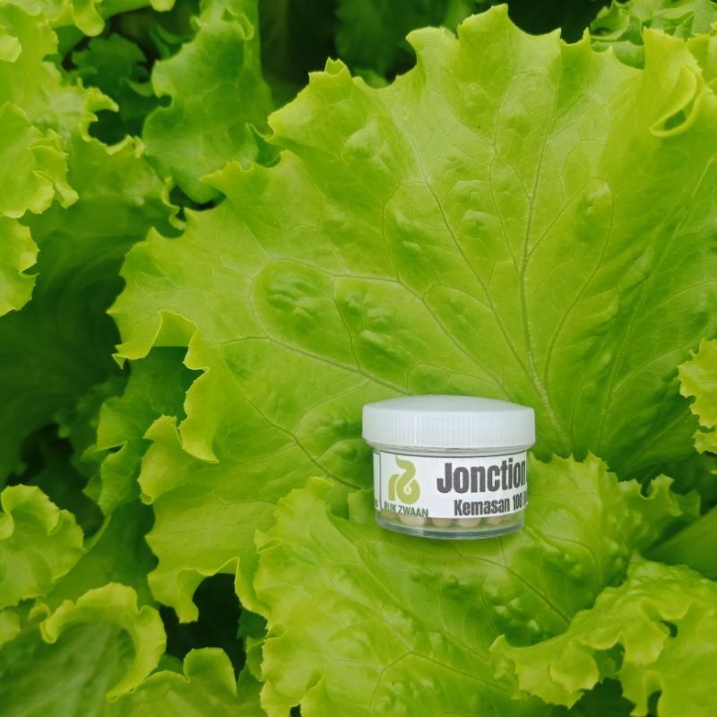 Jual Benih Selada RZ Jonction RZ Junction RZ 100 Pills Benih Lettuce ...