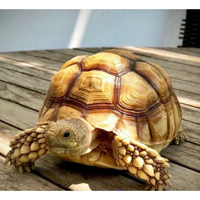 Jual Kura Kura Sulcata / Sulcata Tortoise | Shopee Indonesia