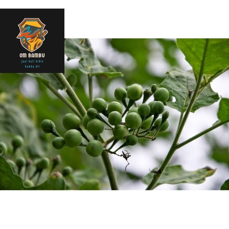 Jual Buah cepokak takokak Rimbang terong pipit 200 gram | Shopee Indonesia