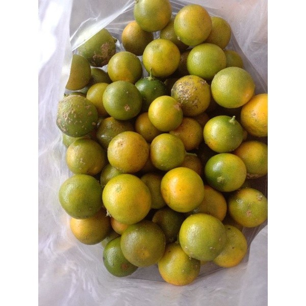 Jual Jeruk Kasturi 500gr - 1kg / Buah Kalamansi / Jeruk Kunci / Jeruk ...