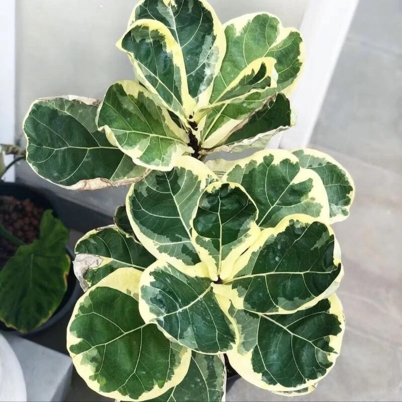 Jual Tanaman Ketapang Biola Variegata / Ficus Lyrata | Daun Cantik ...