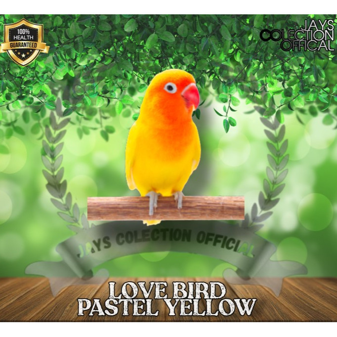 Jual BURUNG LOVEBIRD PASTEL KUNING LOVEBIRD KUNING | Shopee Indonesia