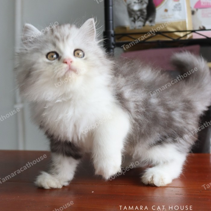 Jual KUCING PERSIA HIMALAYA RAGDOLL MUNCHKIN SCOTTISH BSH BY TAMARA ...