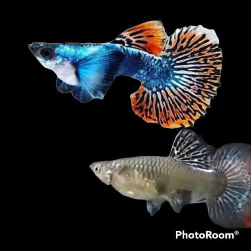 Jual AKSESORIS gupi hiasan aquarium BELI 5 BONUS 1 guppy prembe platinum red mozaik big ear ...