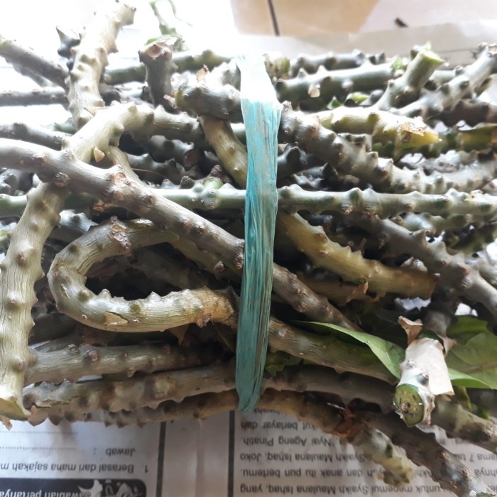 Jual New Stek batang antawali atau brotowali | Shopee Indonesia