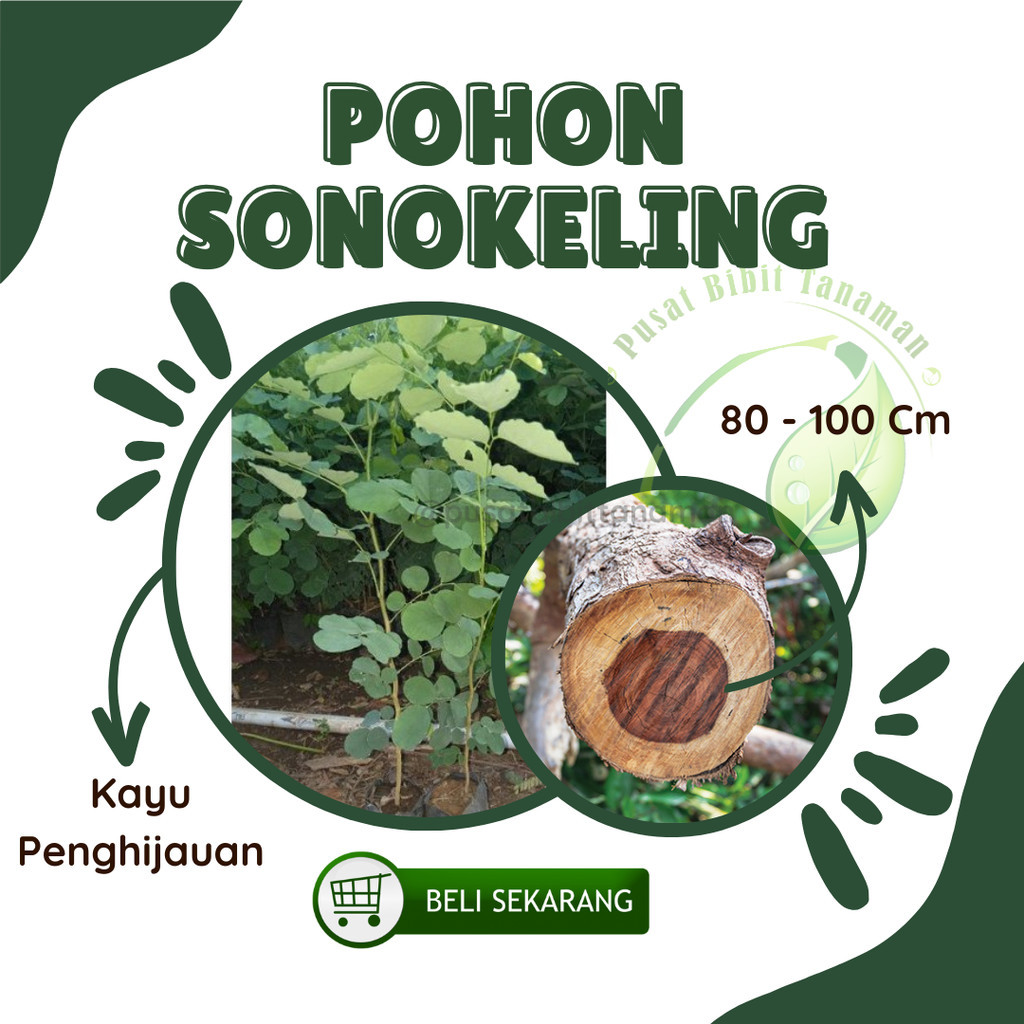 Jual Bibit Tanaman Pohon Sono Keling Super - Bibit Kayu Unggulan ...
