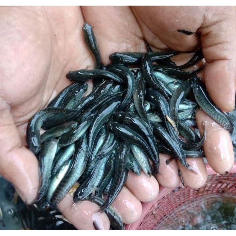 Jual PROMO ABISSSS (Promo Bonus Pakan) Paket 100 Ekor Bibit Gabus Size ...