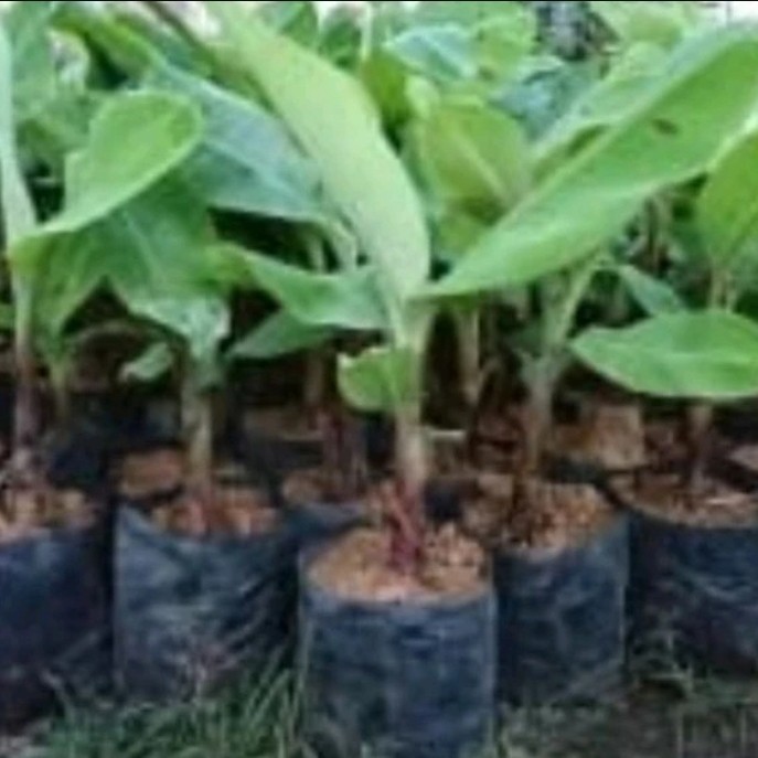 Jual pohon pisang batu bibit pohon pisang batu | Shopee Indonesia