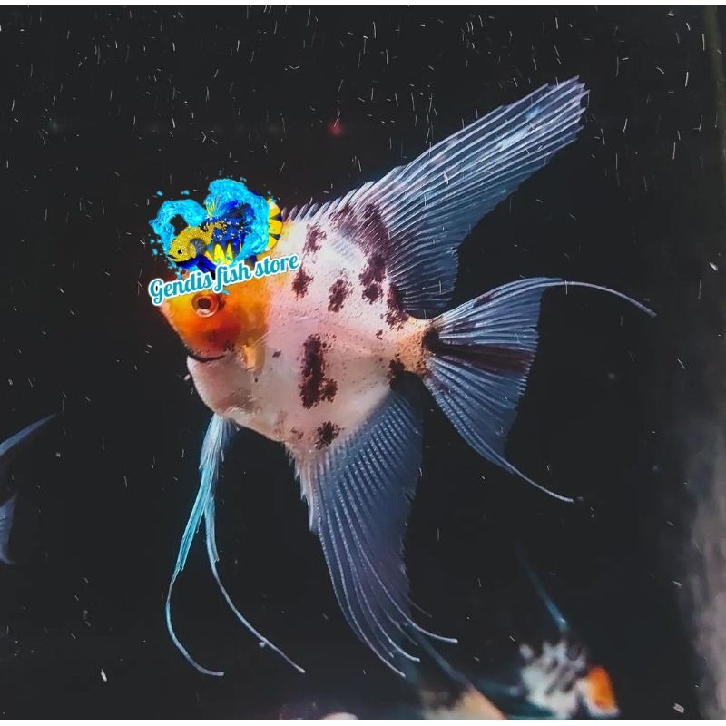 Jual BIGSALE !! ikan manfish red devil / angelfish / ikan layang layang ...