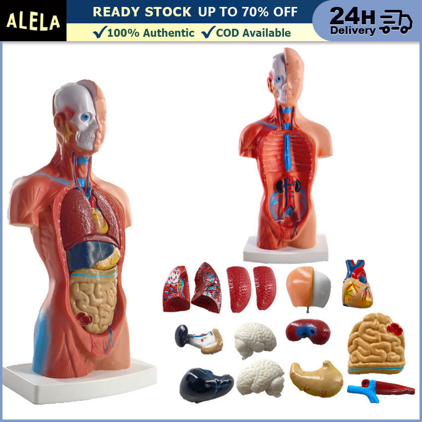 Jual Kerangka Manusia Model Alat Peraga Edukatif Torso Anatomi Tubuh 28 ...