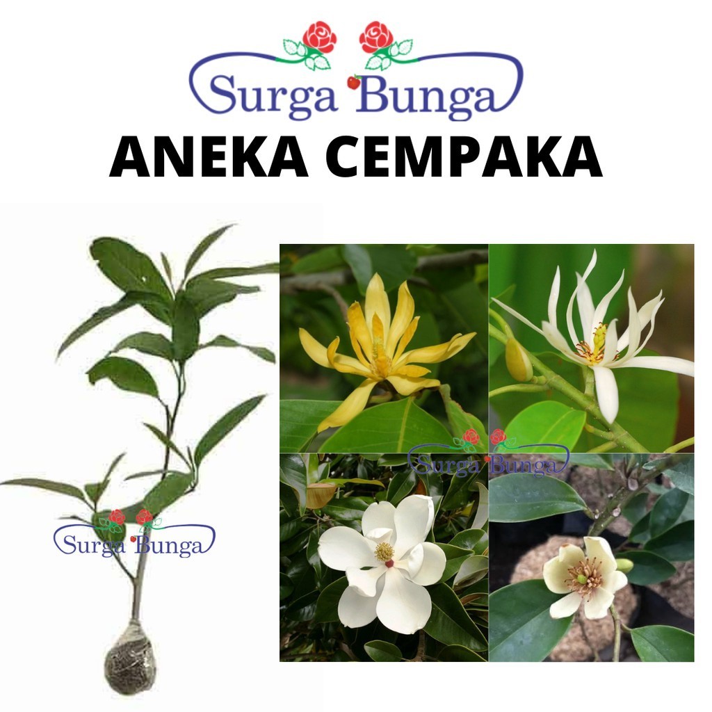 Jual Tanaman Bunga Cempaka (Magnolia champaca L.)- bibit bunga cempaka | Shopee Indonesia