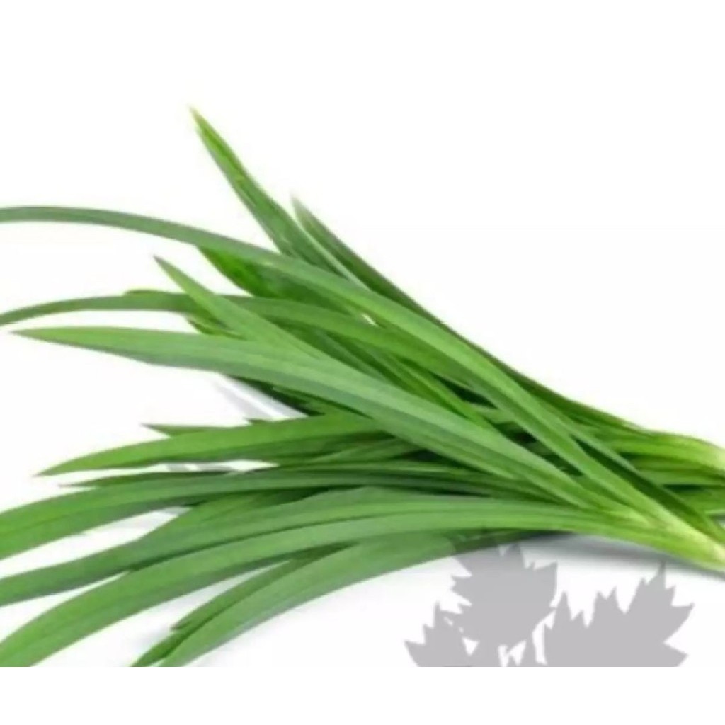 Jual Daun Pandan Wangi, Jual Daun Segar Pandan Wangi (Daun) 20 lembar ...