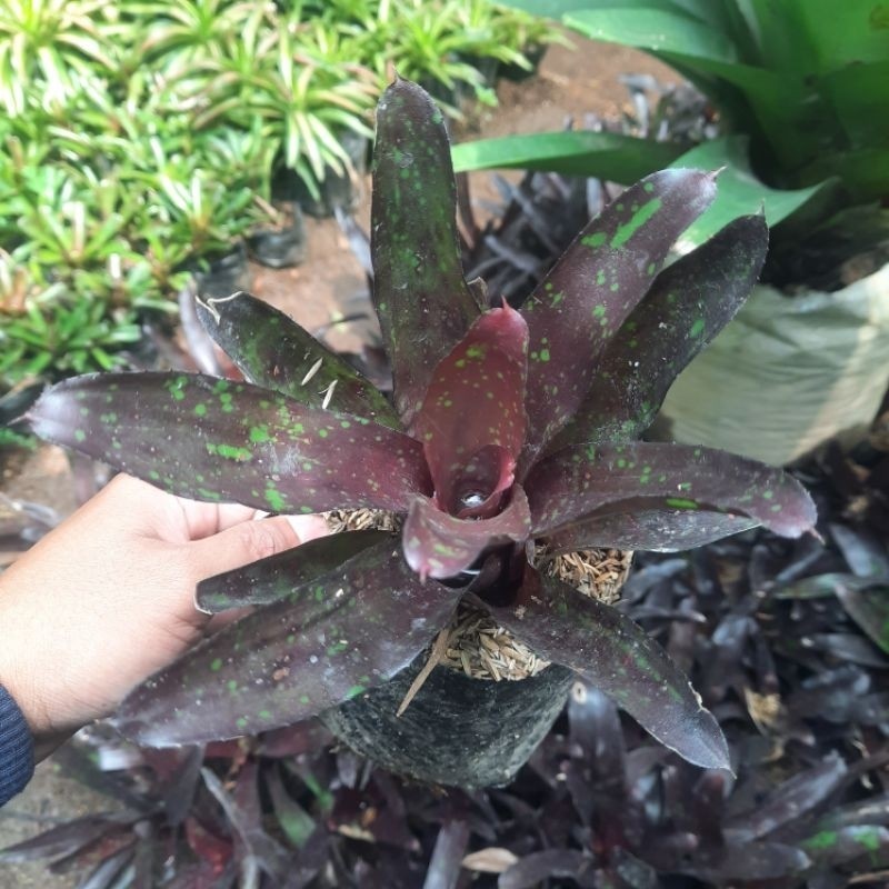 Jual tanaman hias bromelia neo aztek pohon bromelia neo astek bunga ...