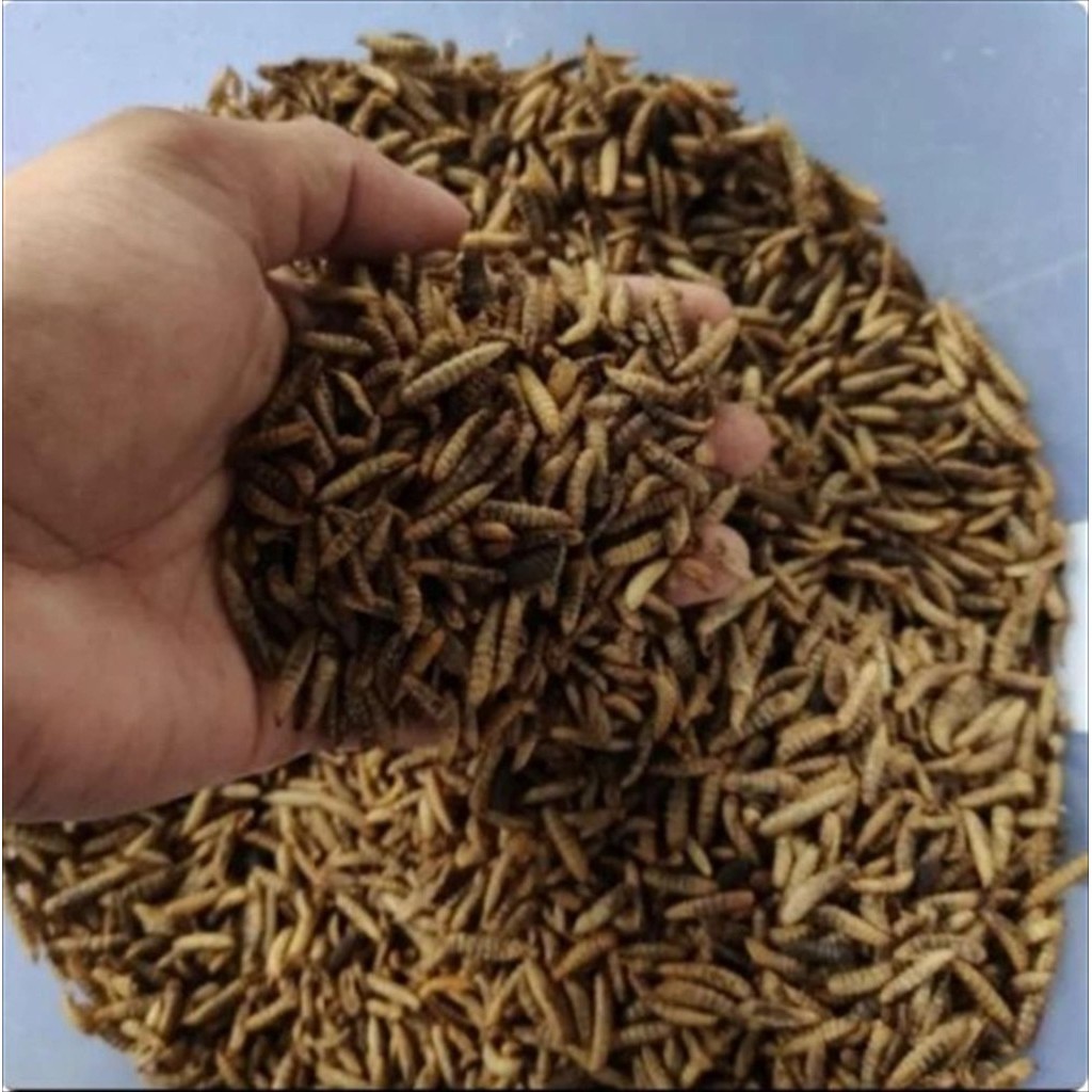 Jual Magot Kering 1 Kg Maggot Premium Protein Tingkat Tinggi Pakan Ikan ...