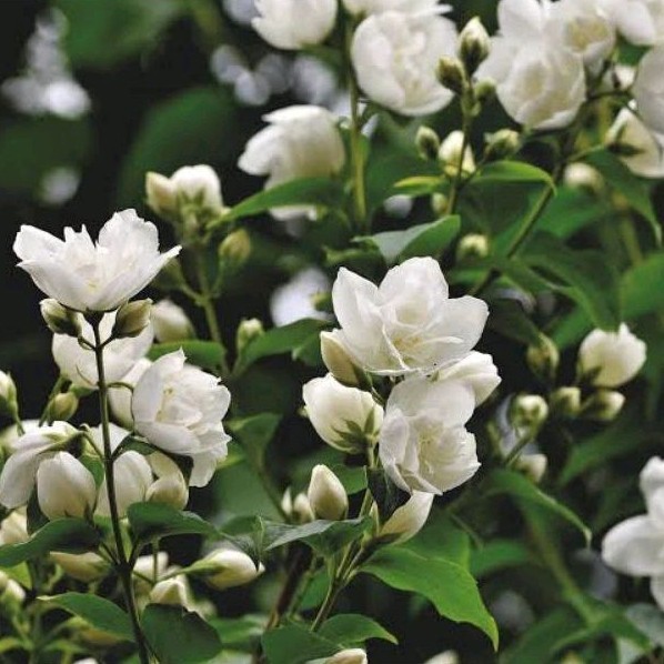 Jual Tanaman Bunga Melati Jasmine Bunga Melati Yasmin Tanaman Hias