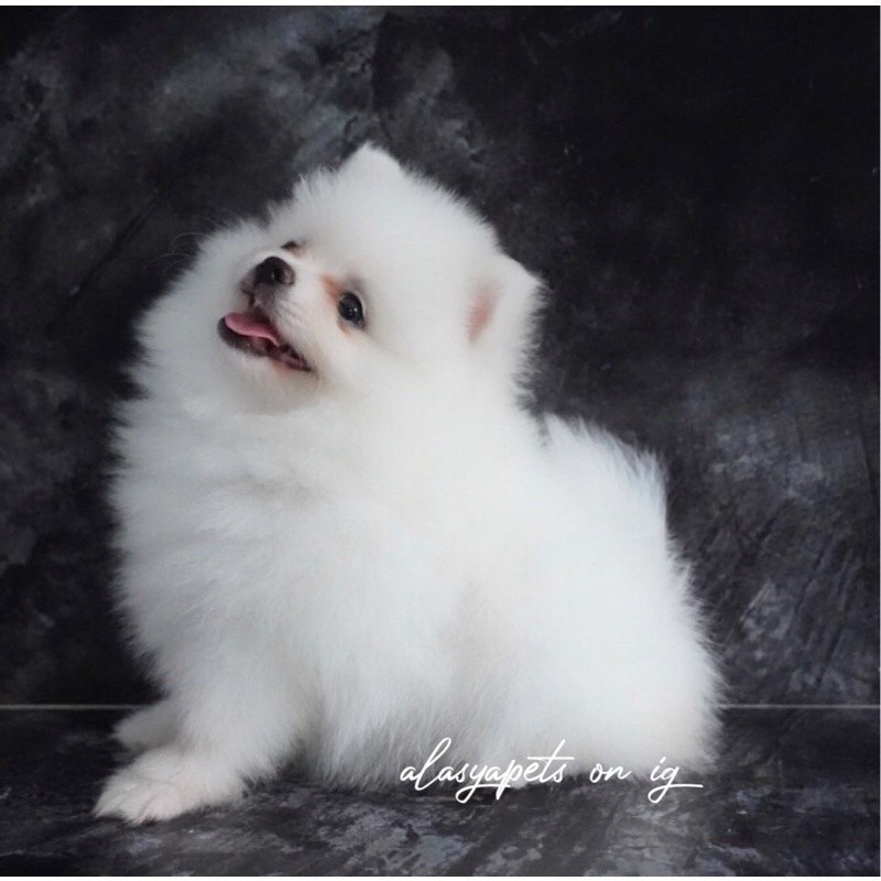 Jual Anakan Anjing Minipom Jantan Betina Stambum | Shopee Indonesia