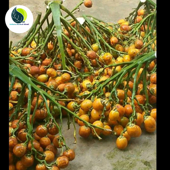 Jual Buah pinang tua segar 1kg | Shopee Indonesia