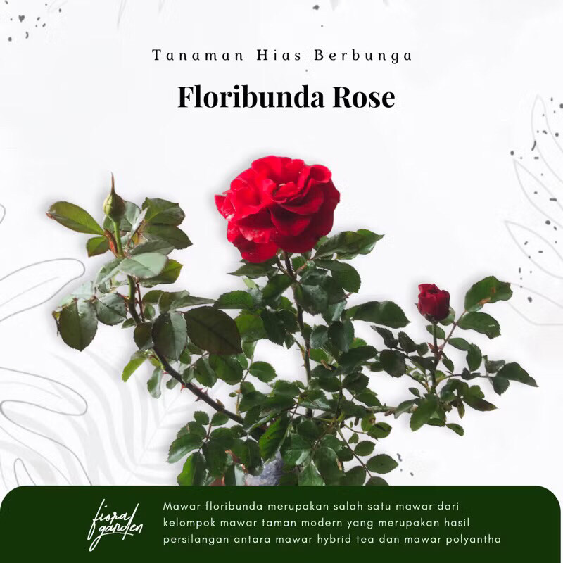 Jual Tanaman Hias Bunga Mawar Rambat / Merambat / Mawar Jepang | Shopee ...