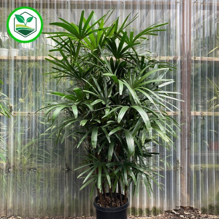 Jual pohon palm regu - tanaman hias palem regu indoor dan outdoor ...