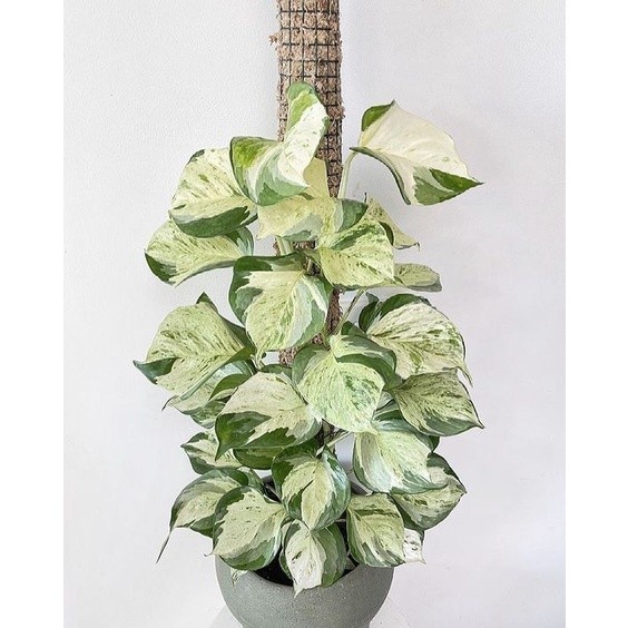 Jual Tanaman Hias Epipremnum Aureum Manjula - sirih manjula gantung ... Jual Tanaman Hias Epipremnum Aureum Manjula - sirih manjula gantung ...