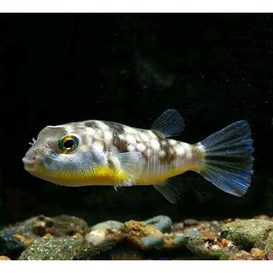 Jual Buntal Susu / Puffer Fish / Ikan Hias Air Tawar | Shopee Indonesia