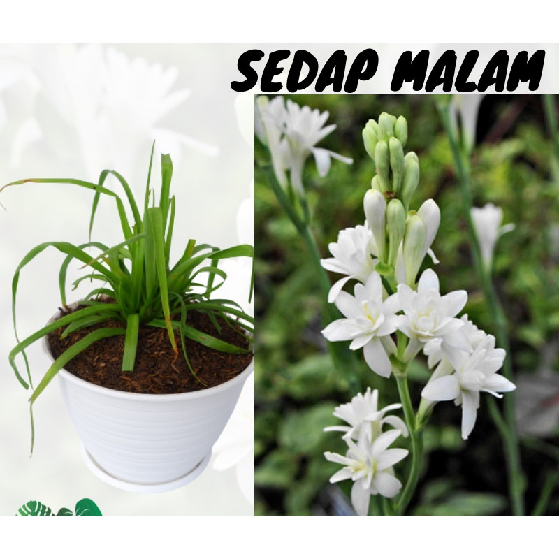 Jual Tanaman Bunga Sedap Malam - sedap malam isi banyak umbi sedapmalam ...