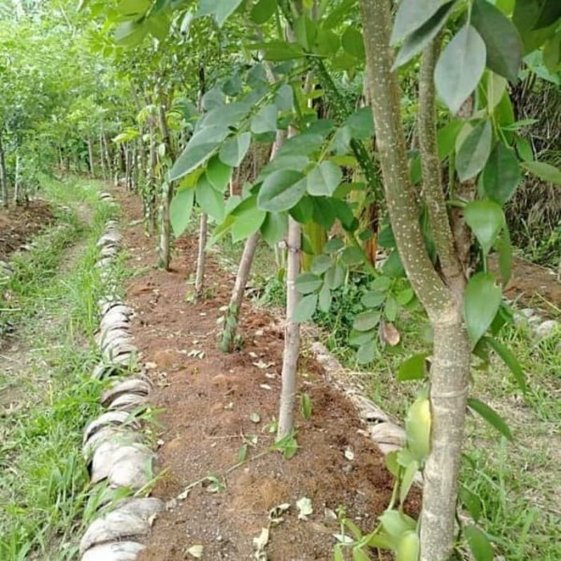 Jual promo Setel Bibit Gamal/kleresede(GliricidiaSepium)Sip tanam Per ...