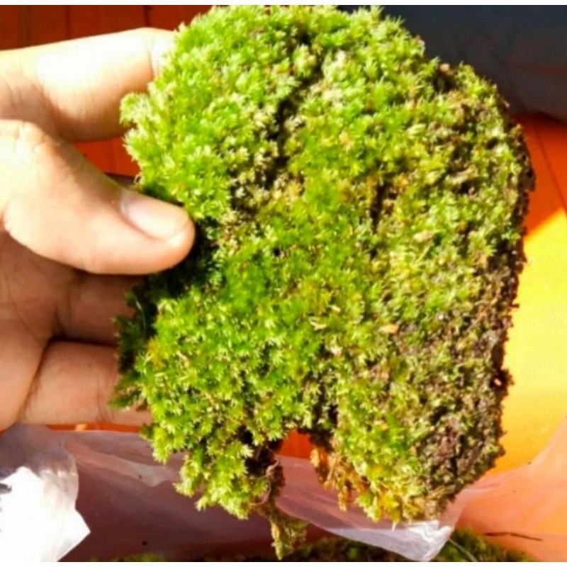Jual mos hutan / lumut hutan / mos hidup / lumut hidup- spagnum lumut ...