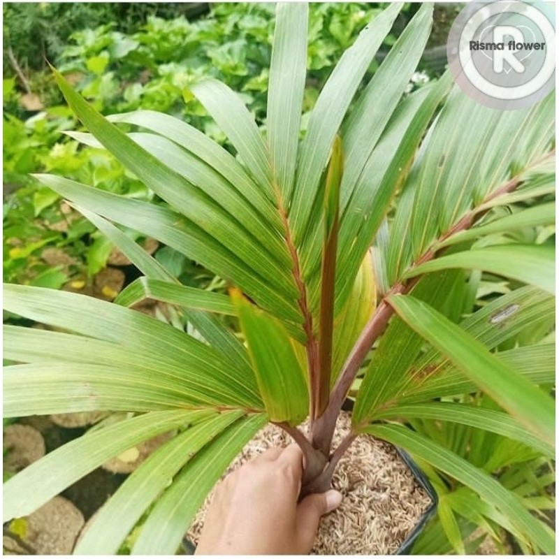 Jual For sale!!Tanaman hias pohon palem merah botol tinggi ±50-60cm ...