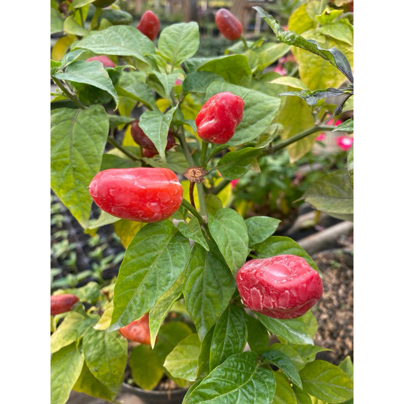 Jual Tanaman Cabai Dorset Naga Cabe Gendot TERPEDAS | Shopee Indonesia