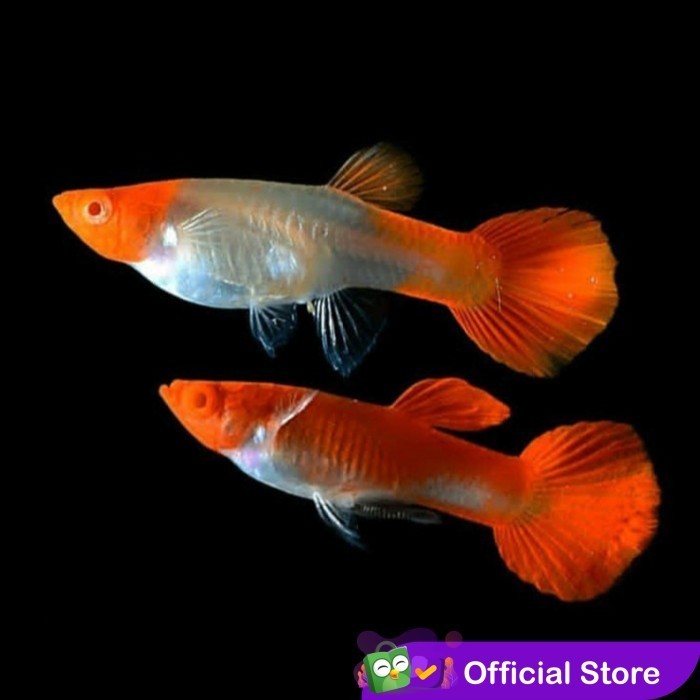 Jual Guppy Albino Koi / Ikan Hias Air Tawar Aquascape | Shopee Indonesia