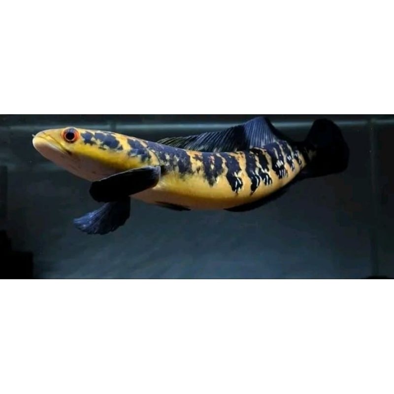 Jual maru yellow sentarum SIMET RAPI /YS mata merah | Shopee Indonesia