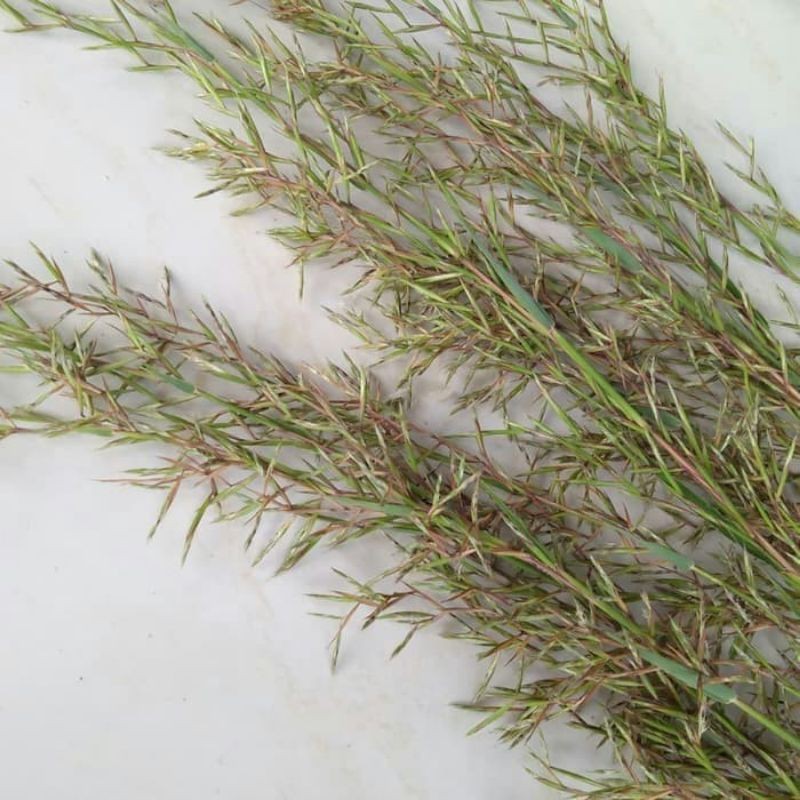 Jual Bunga Sereh Wangi Serai Wangi Bunga Sereh Merah Per Ikat | Shopee ...